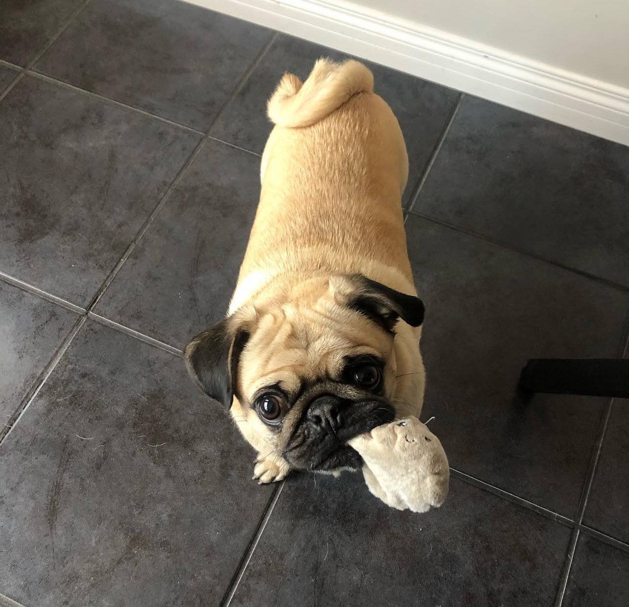 Most Certified Pug | Phoebe's World Record | Online Training Integrity ...